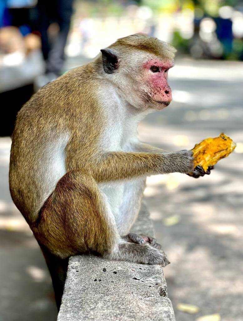 6 Nights South Coast - Ceylon Escapes